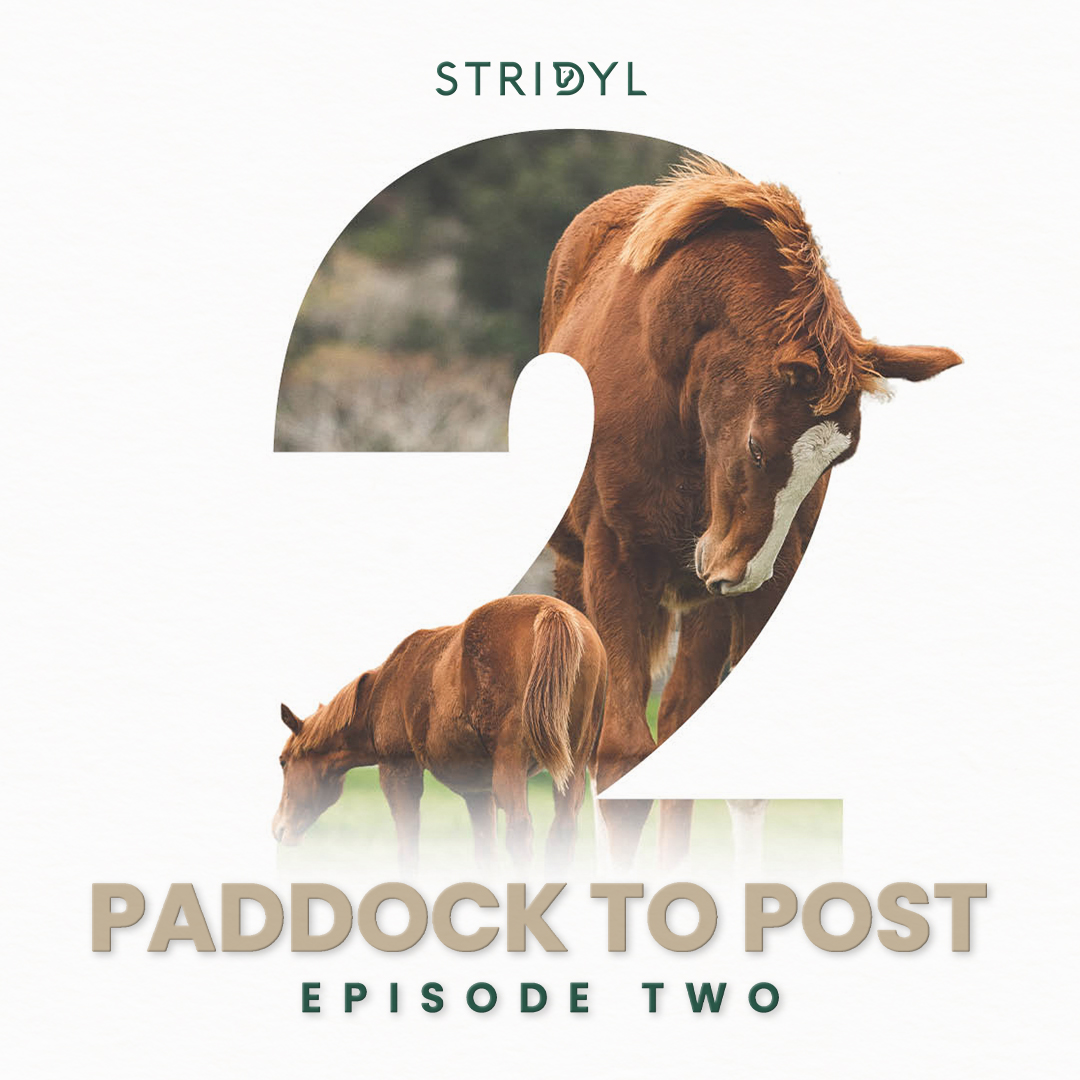 Paddock To Post | Espiona's Brother | Stridyl