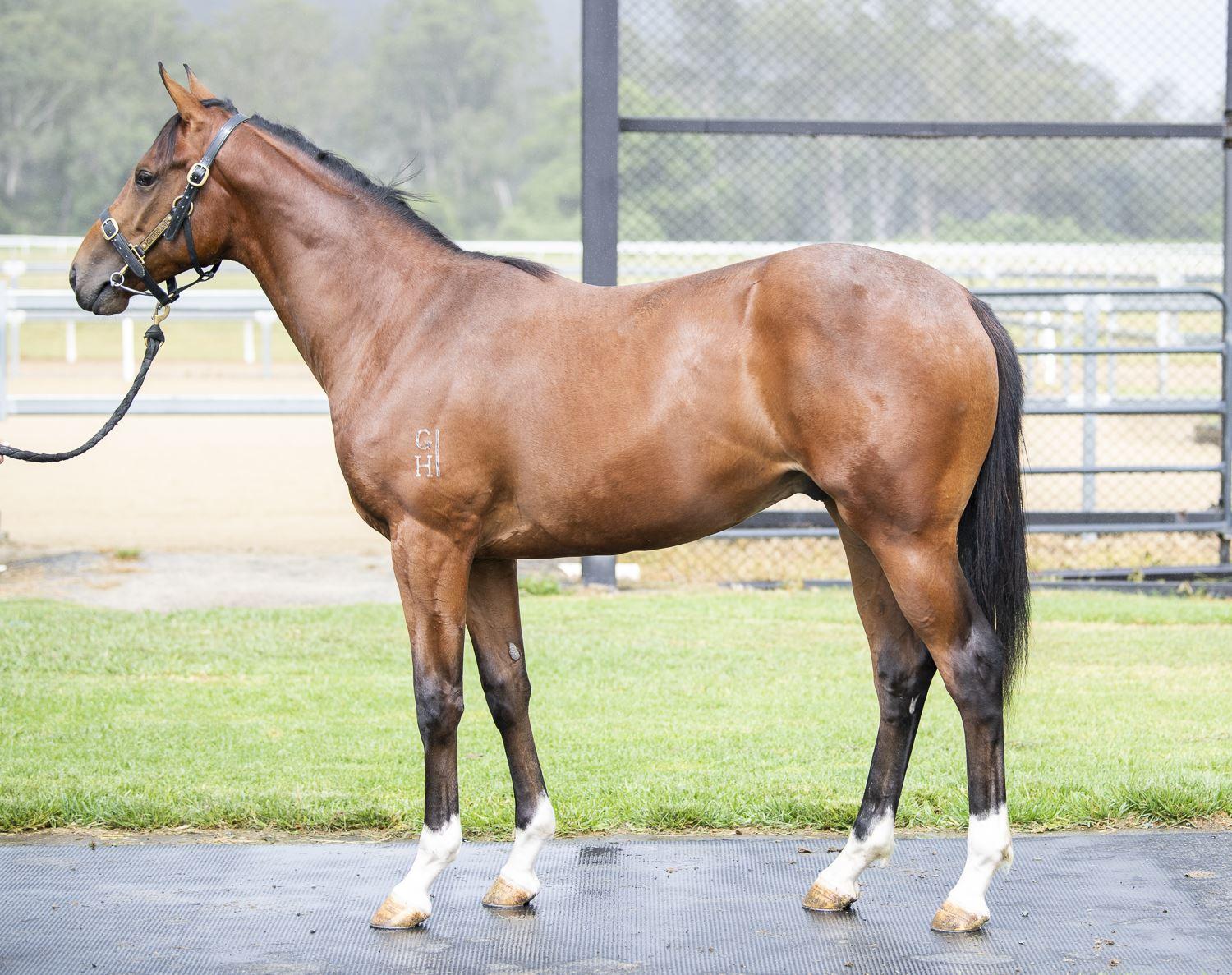 Stallions In Focus | Stridyl